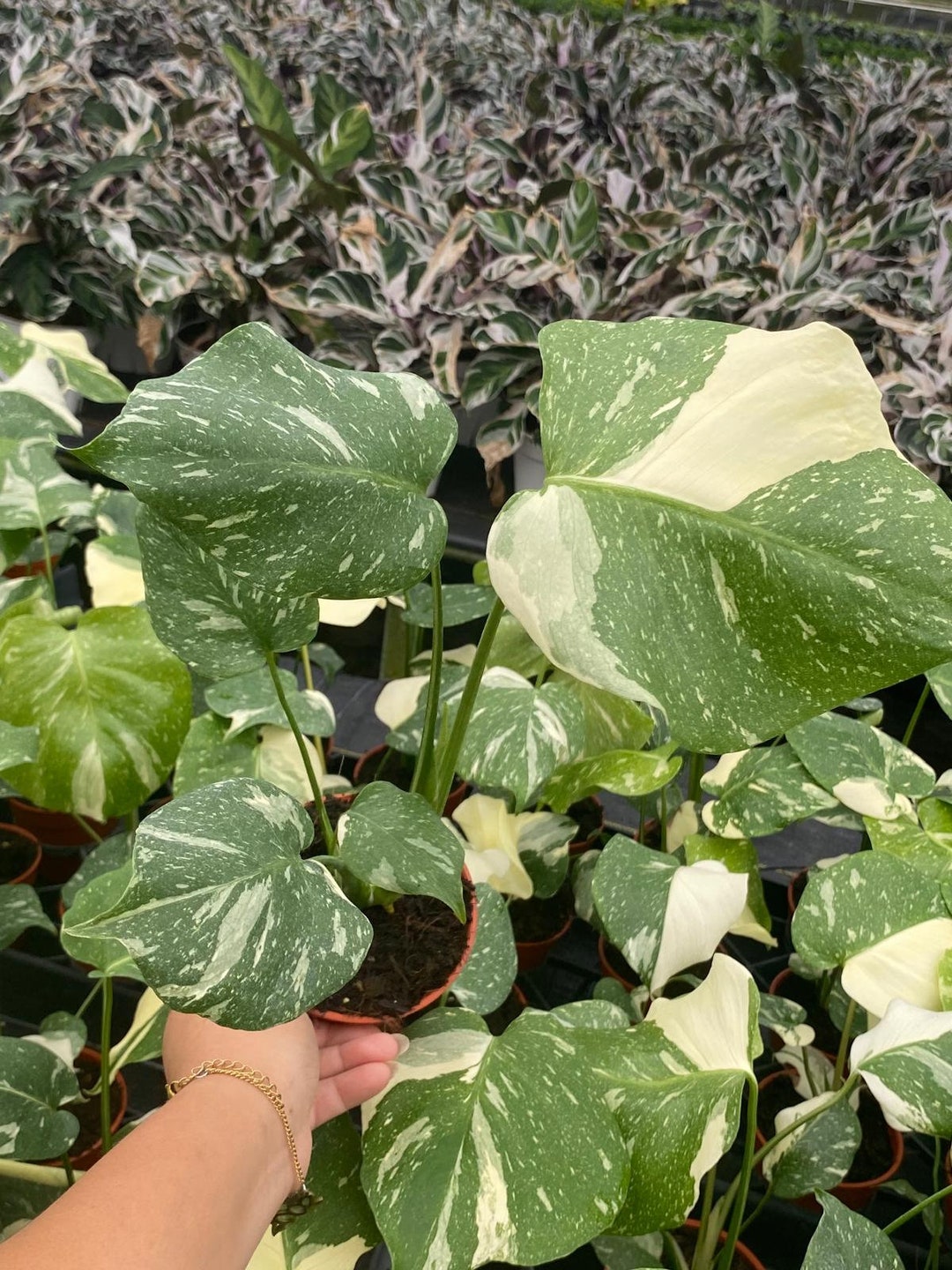 Monstera Thai Constellation : Indoor Plants - Easy Care Houseplant ...