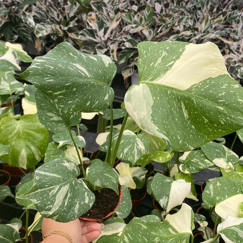 Thai Houseplants - Etsy