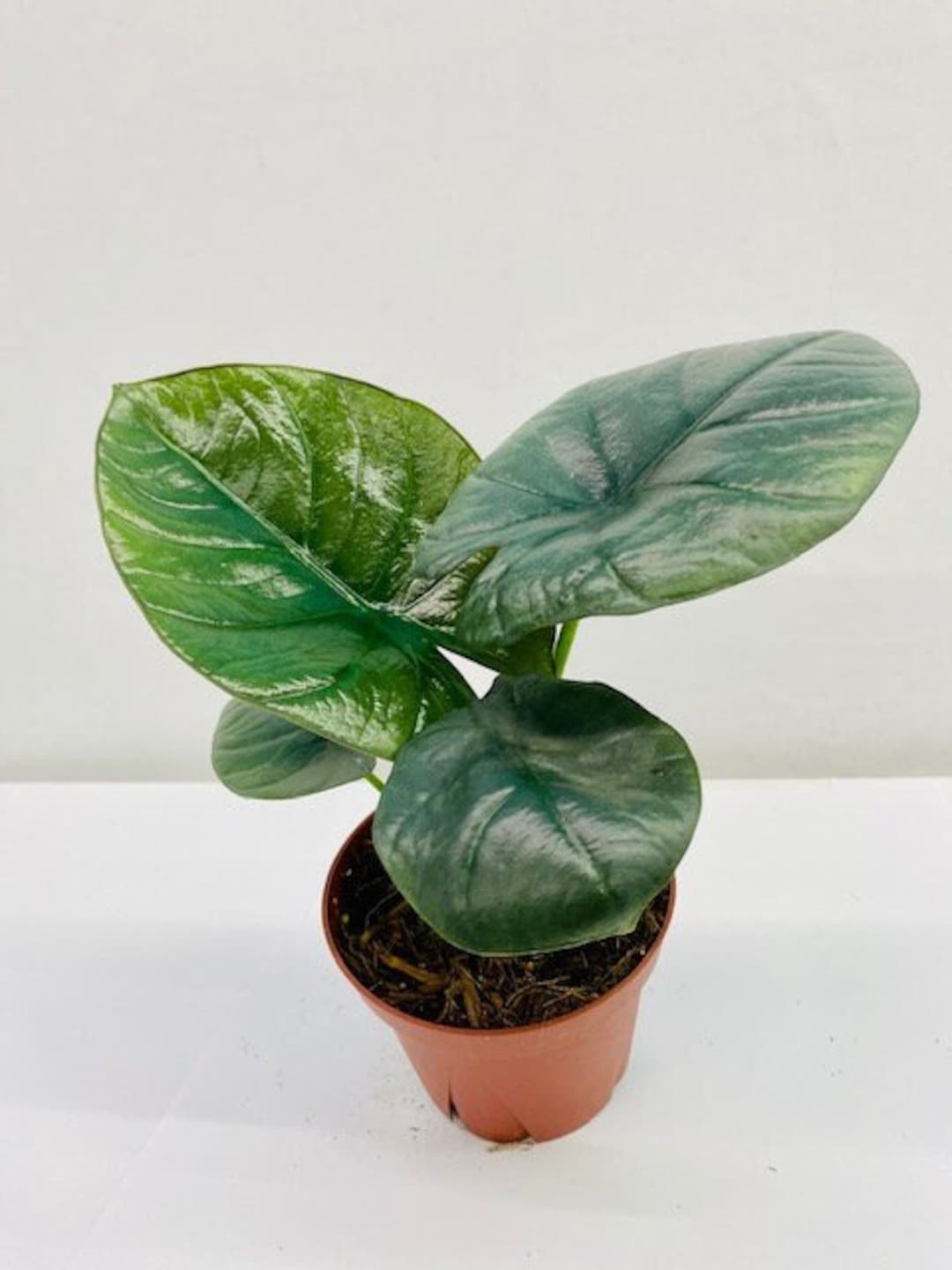 Alocasia Bisma : Indoor Plants - Easy Care Houseplant - Starter Plant ...