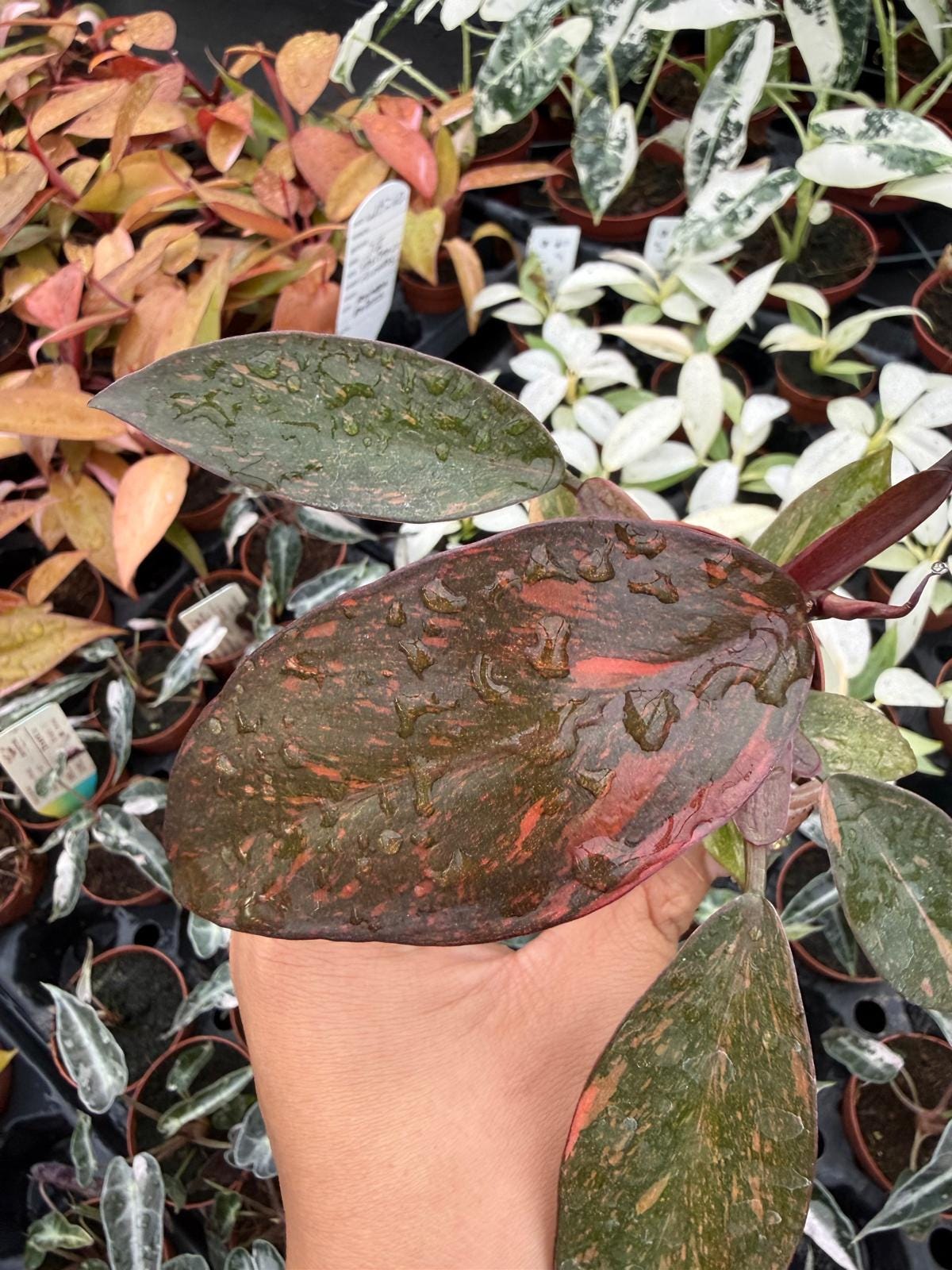 4" Pot Philodendron Sunspot – Rare Tropical Houseplant, Bright Green ...