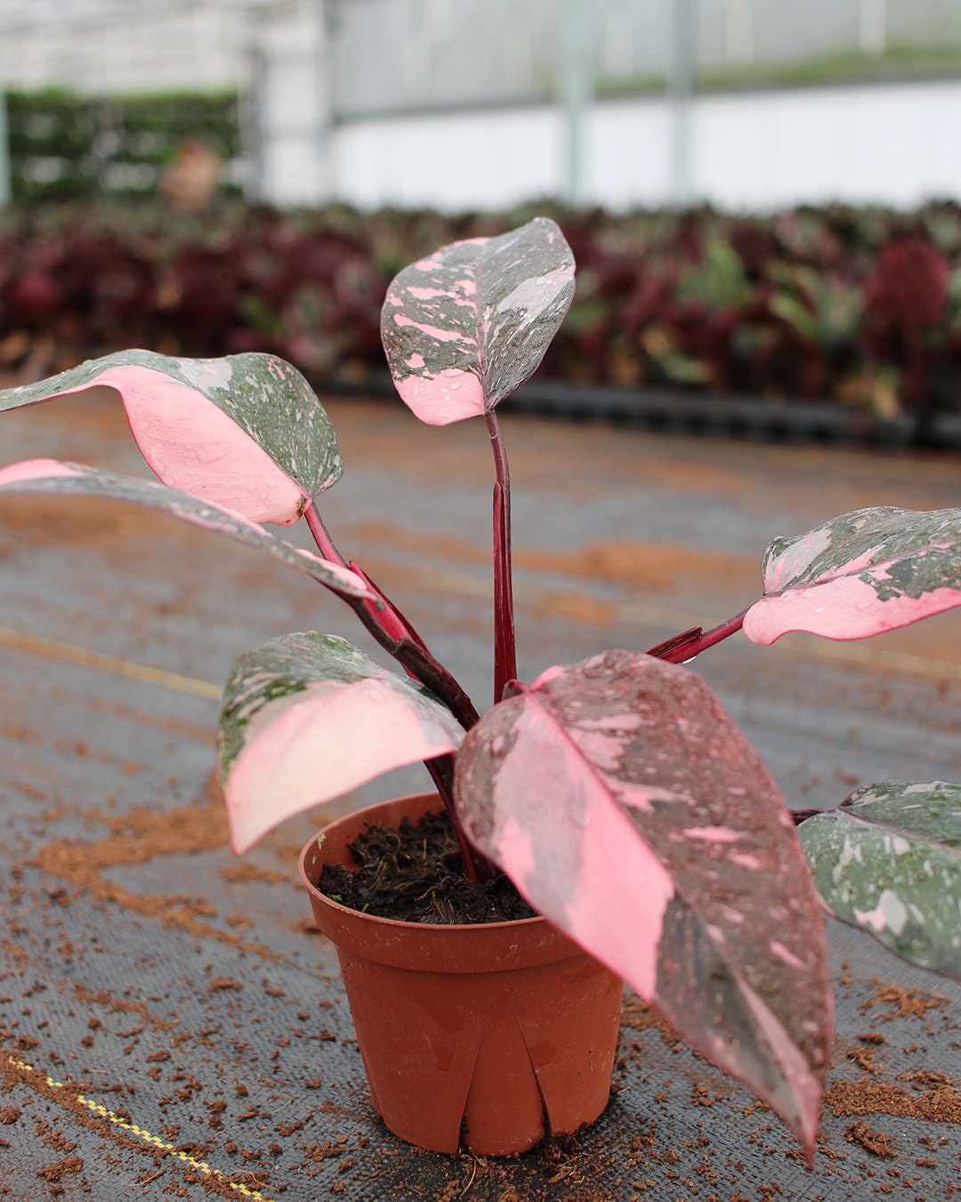 Philodendron Pink Princess Marble high Pink Color :indoor Plants easy ...