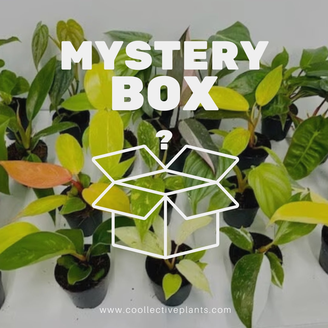 2" Pot Philodendron Mystery Box - Live Indoor Starter Plant – Easy Care ...