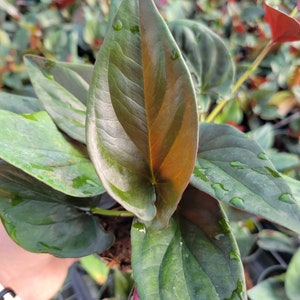 Syngonium Erythrophyllum "red Arrow": Live Indoor Plants - Easy Care ...