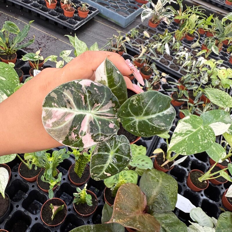 Alocasia Black Velvet - Etsy