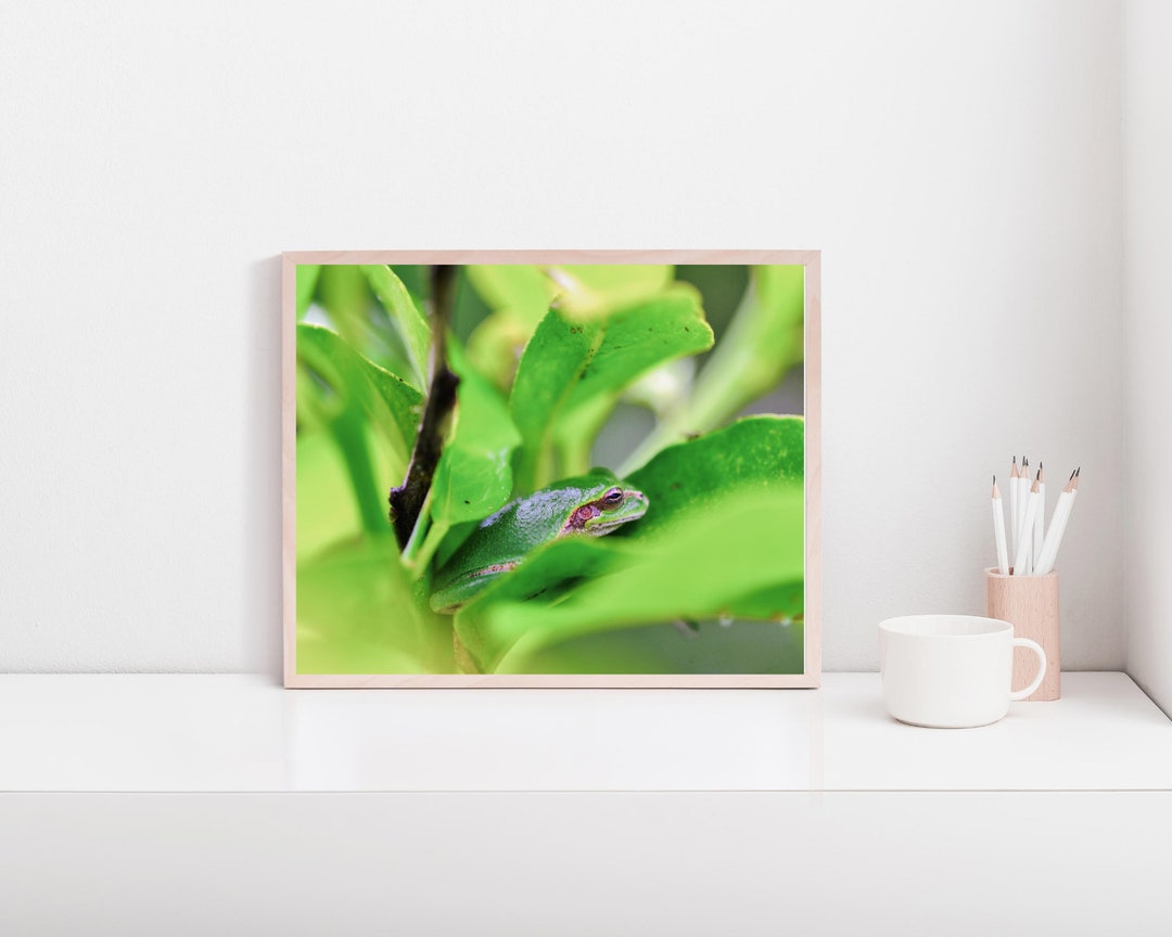 European Frog, Green Frog, Instant Download - Etsy