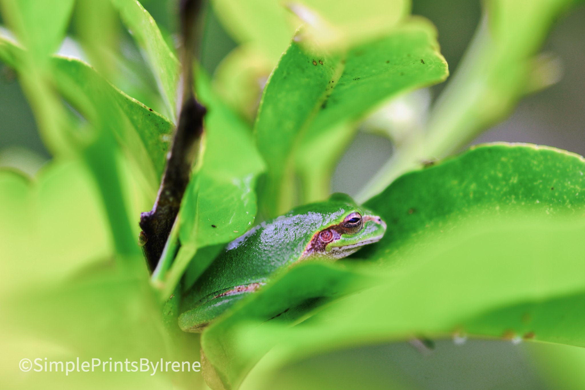 European Frog, Green Frog, Instant Download - Etsy