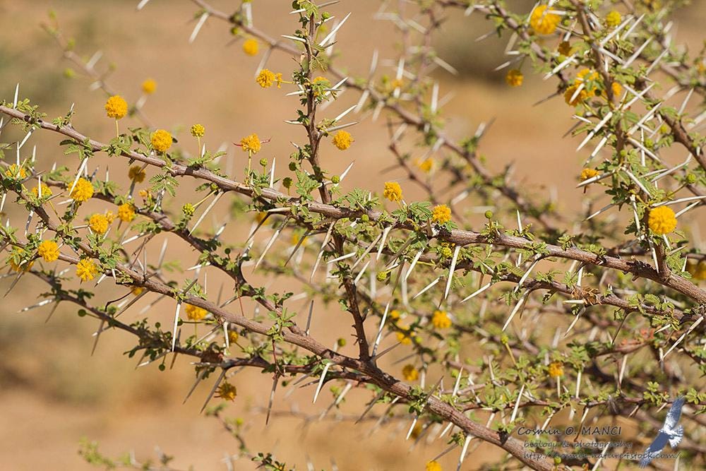 10 Acacia Ehrenbergiana Seeds, Vachellia Flava, Salam Seeds - Etsy