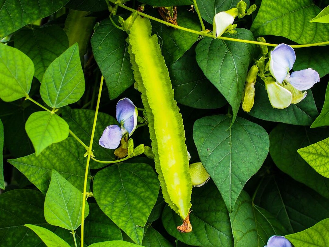 25 Winged Bean, Goa Bean , Psophocarpus Tetragonolobus - Etsy