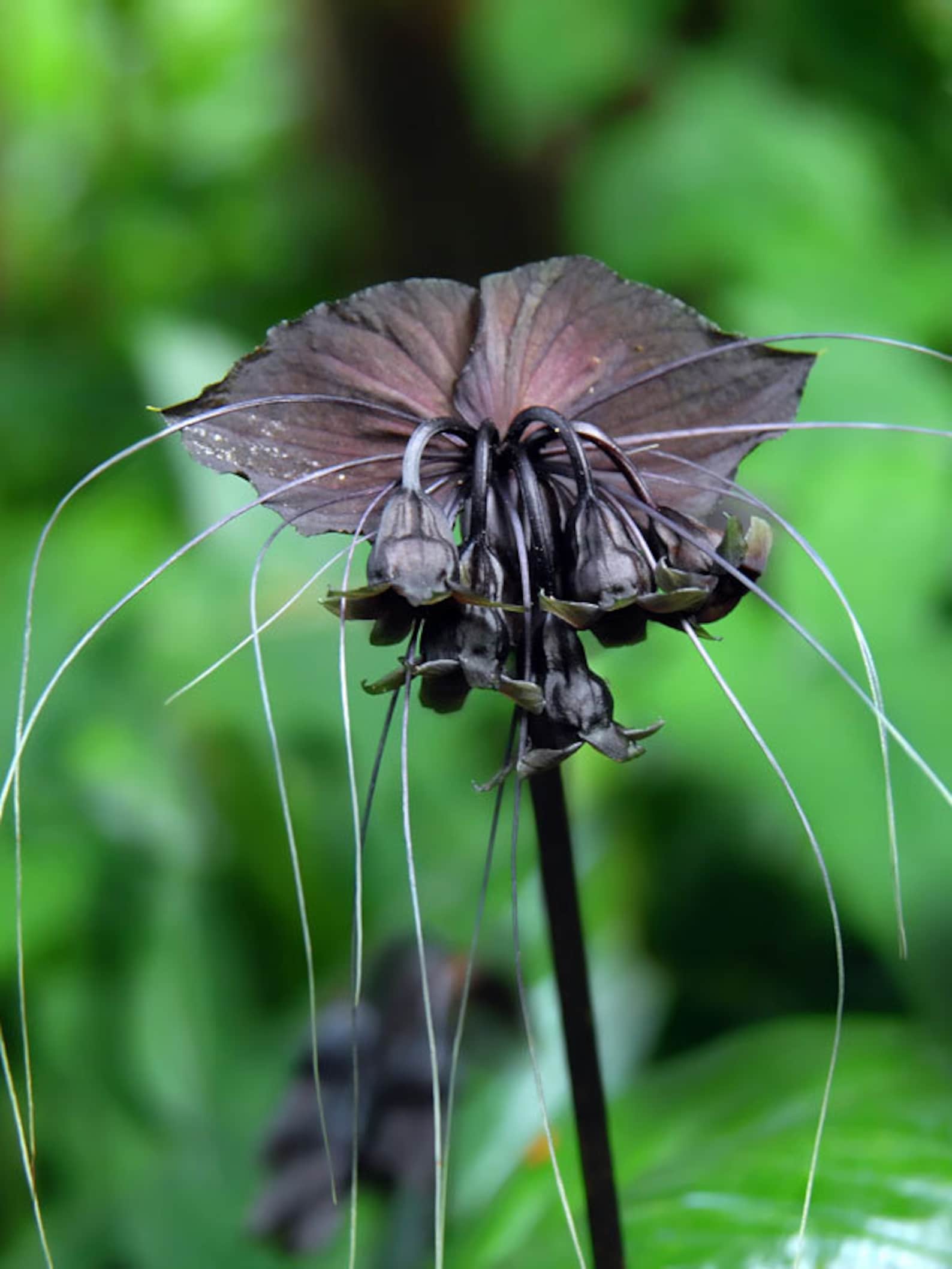 50 Black Bat Flower, Tacca Chantrieri Seeds, Bat Flower Seeds - Etsy