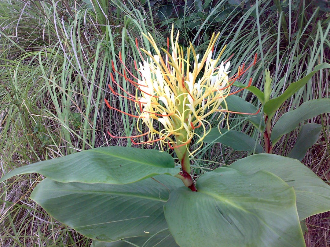 15 Shaving Brush Ginger Seeds , Hedychium Ellipticum Rock Butterfly ...