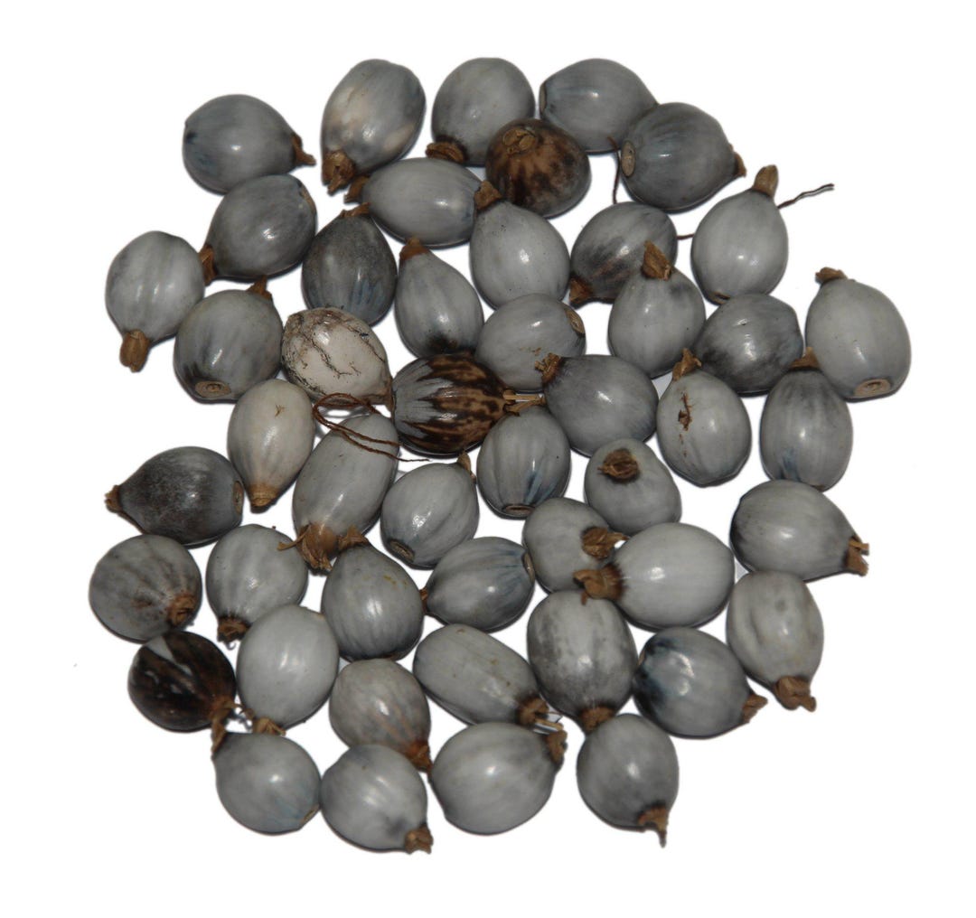 50 Job's Tears Seeds Adlay Seeds, Coix Lacryma Seeds - Etsy