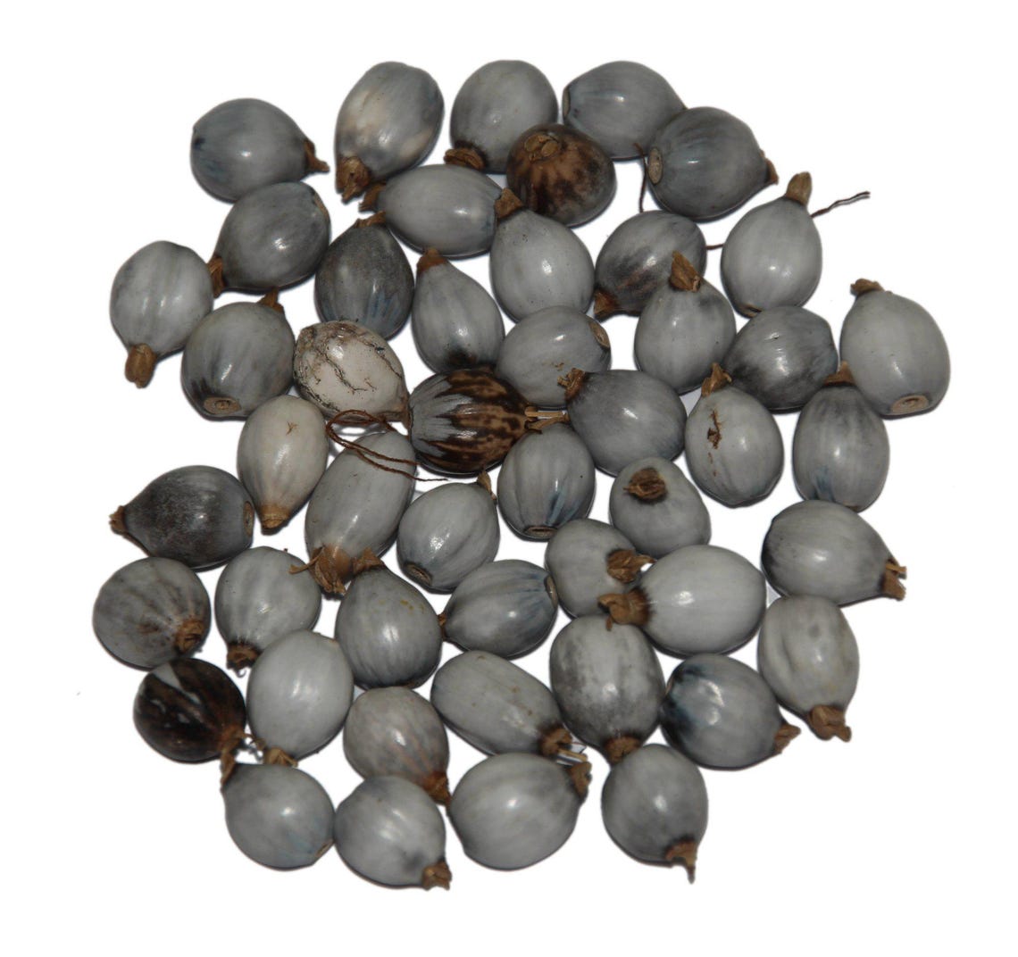 50 Job's Tears Seeds Adlay Seeds, Coix Lacryma Seeds - Etsy