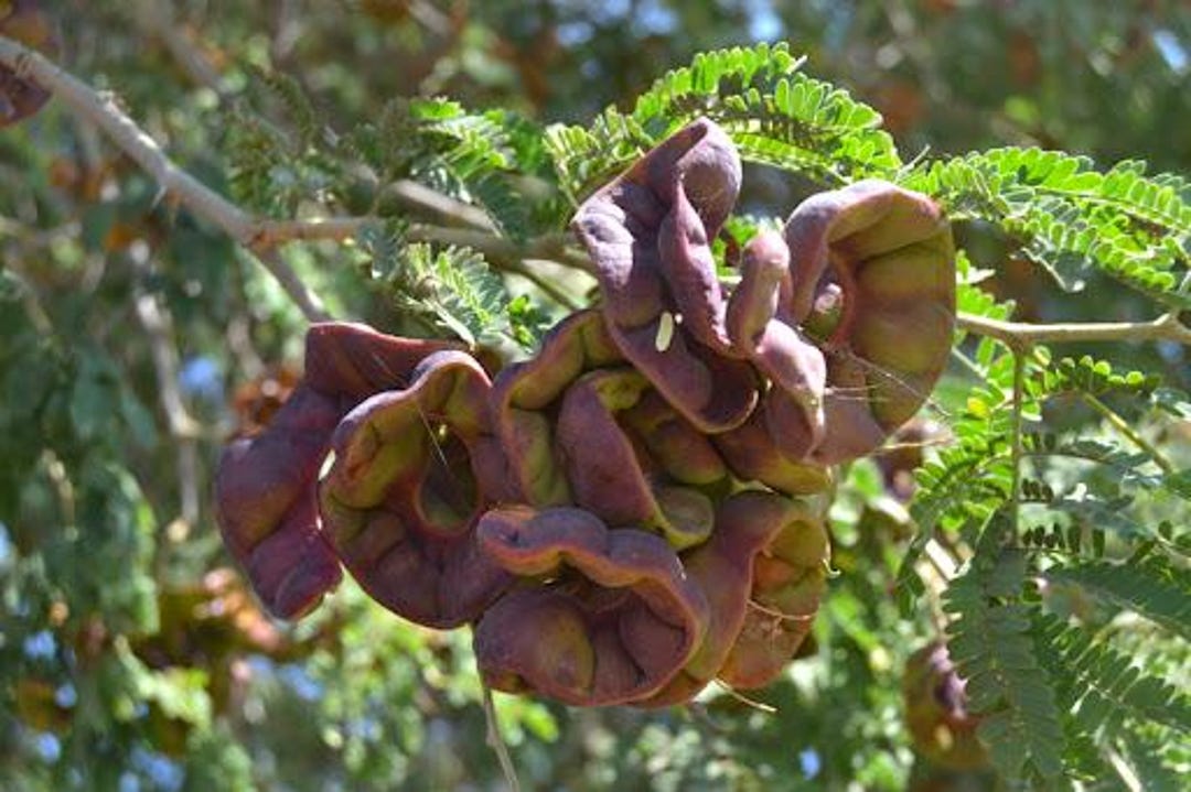 15 Faidherbia Albida Seeds, Ana Tree Seeds, - Etsy