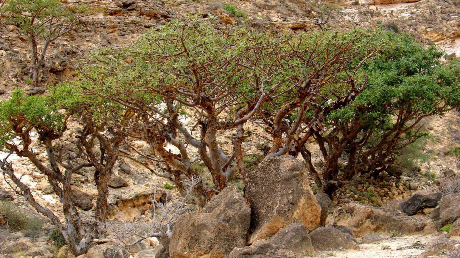 3 Olibanum Tree Seeds, Boswellia Sacra Tree Seeds, Frankincense Tree ...