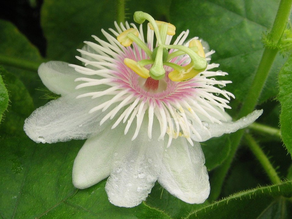 25 Passiflora Foetida Seeds, Wild Water Lemon Seeds - Etsy