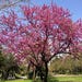 25 Judas Tree Seeds, Cercis Siliquastrum Seeds - Etsy