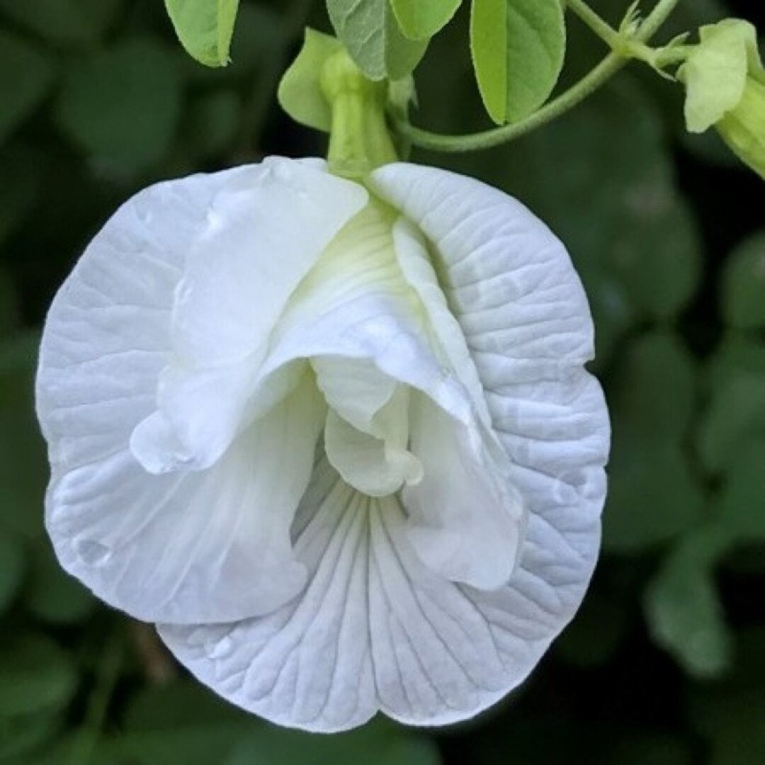 25 Clitoria Alba Double Flower Seeds, Clitoria Ternatea Alba Double ...
