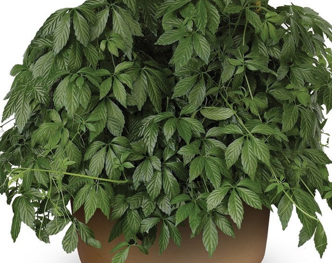 Gynostemma Pentaphyllum Live Plant - Etsy