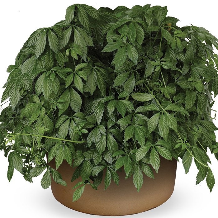 Gynostemma Seeds 35+ Gynostemma Pentaphyllum Seeds - Jiaogulan Herb Of ...