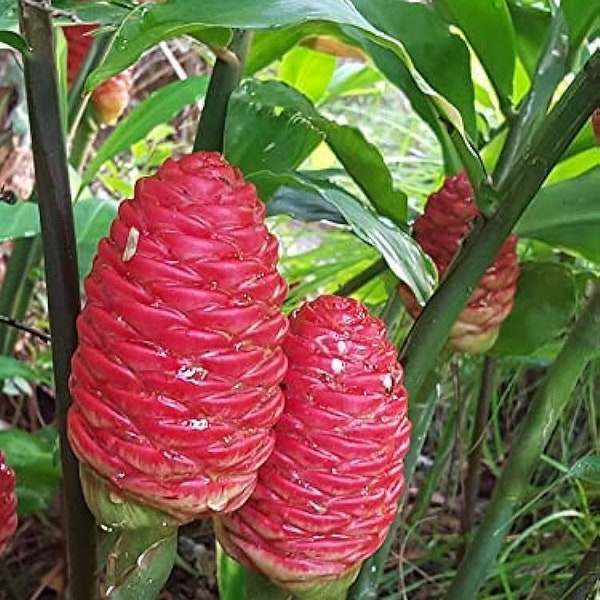 Ginger Plants - Etsy