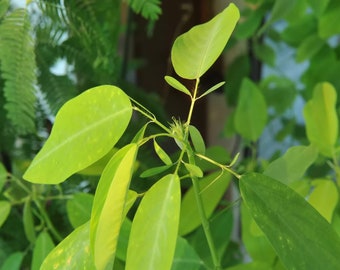Telegraph Plant Seeds codariocalyx Motorius Fascinating moving Plant ...
