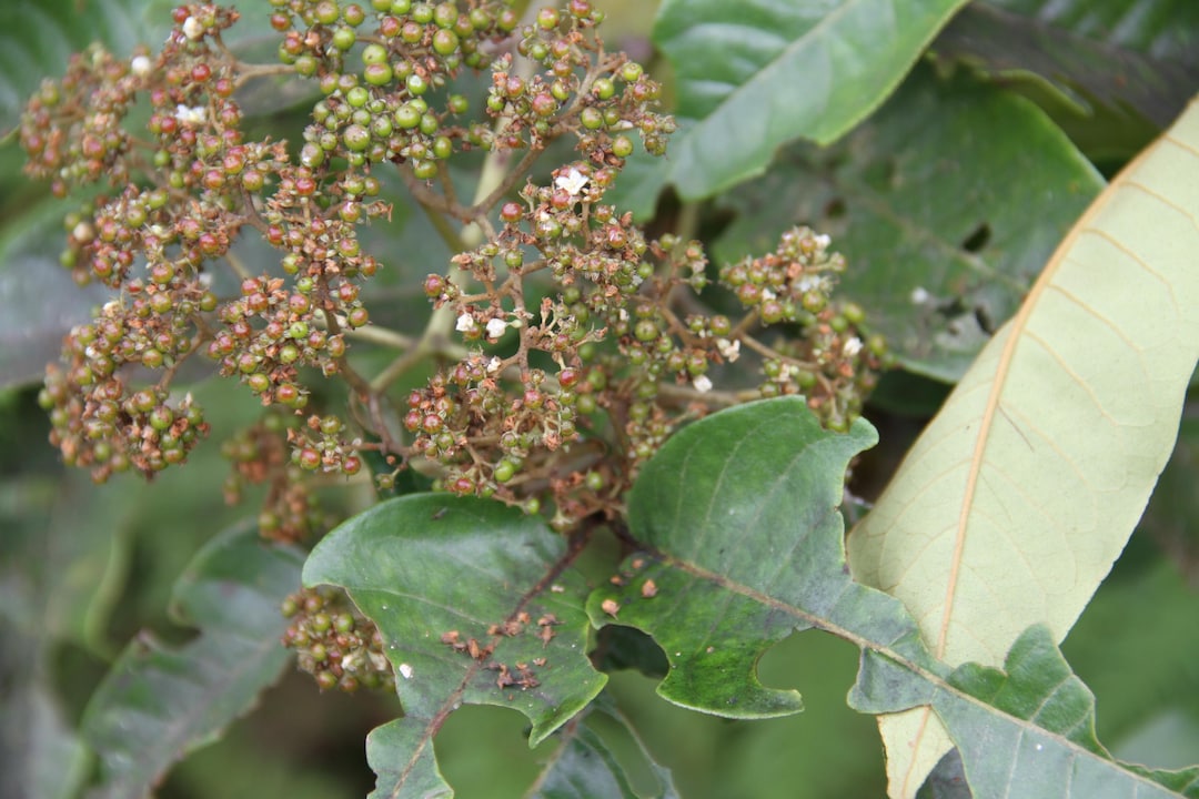 25 Haronga Tree Seeds, Harungana Madagascariensis Seeds - Etsy