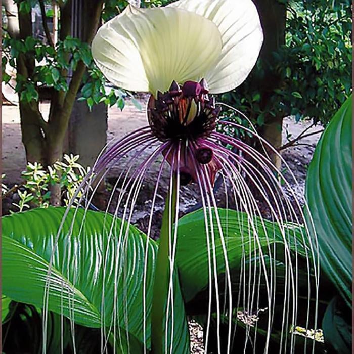 50 White Bat Flower Seeds, Tacca Seeds, Tacca Integrifolia Seeds - Etsy