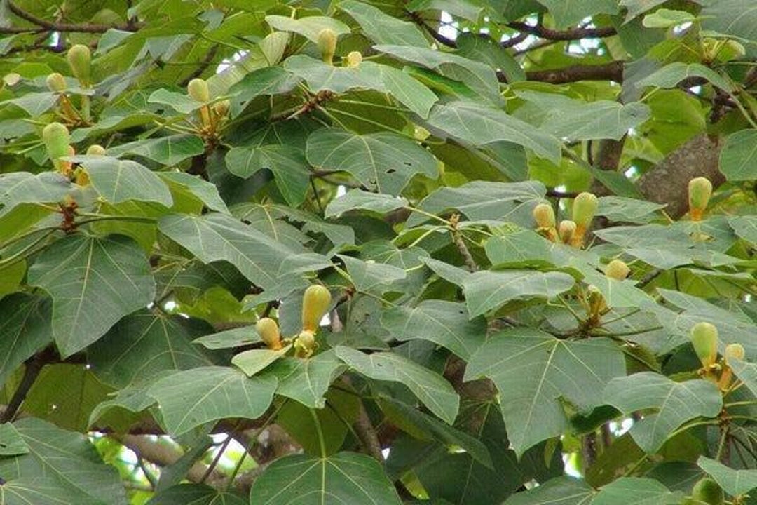 30 Balsa Wood Tree Seeds. Ochroma Pyramidale Seeds , - Etsy
