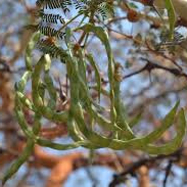 Acacia Tree - Etsy