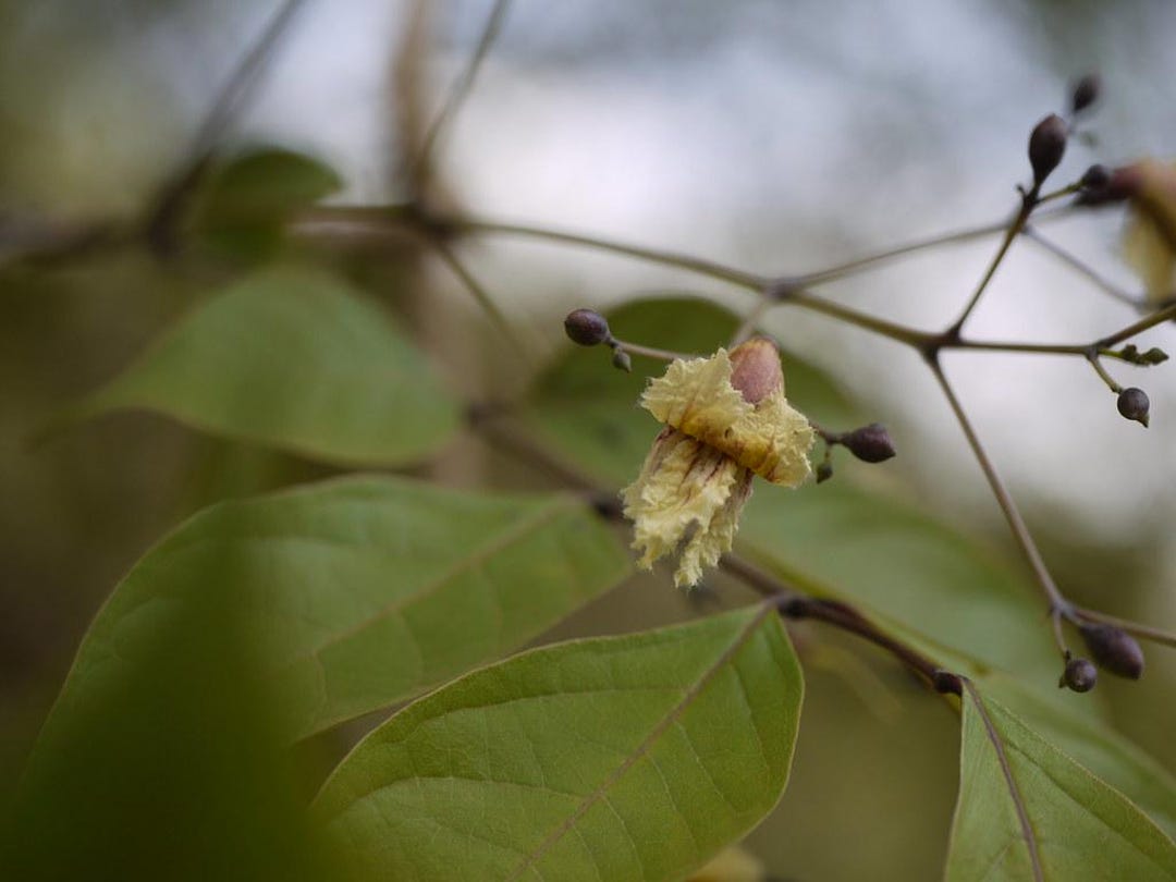 25 Patala Tree Seeds, Stereospermum Suaveolens Seeds - Etsy
