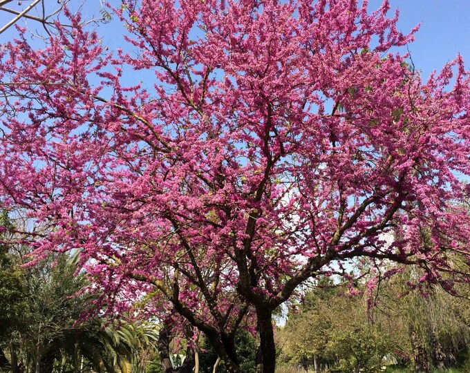 25 Judas Tree Seeds, Cercis Siliquastrum Seeds - Etsy