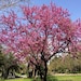 25 Judas Tree Seeds, Cercis Siliquastrum Seeds - Etsy