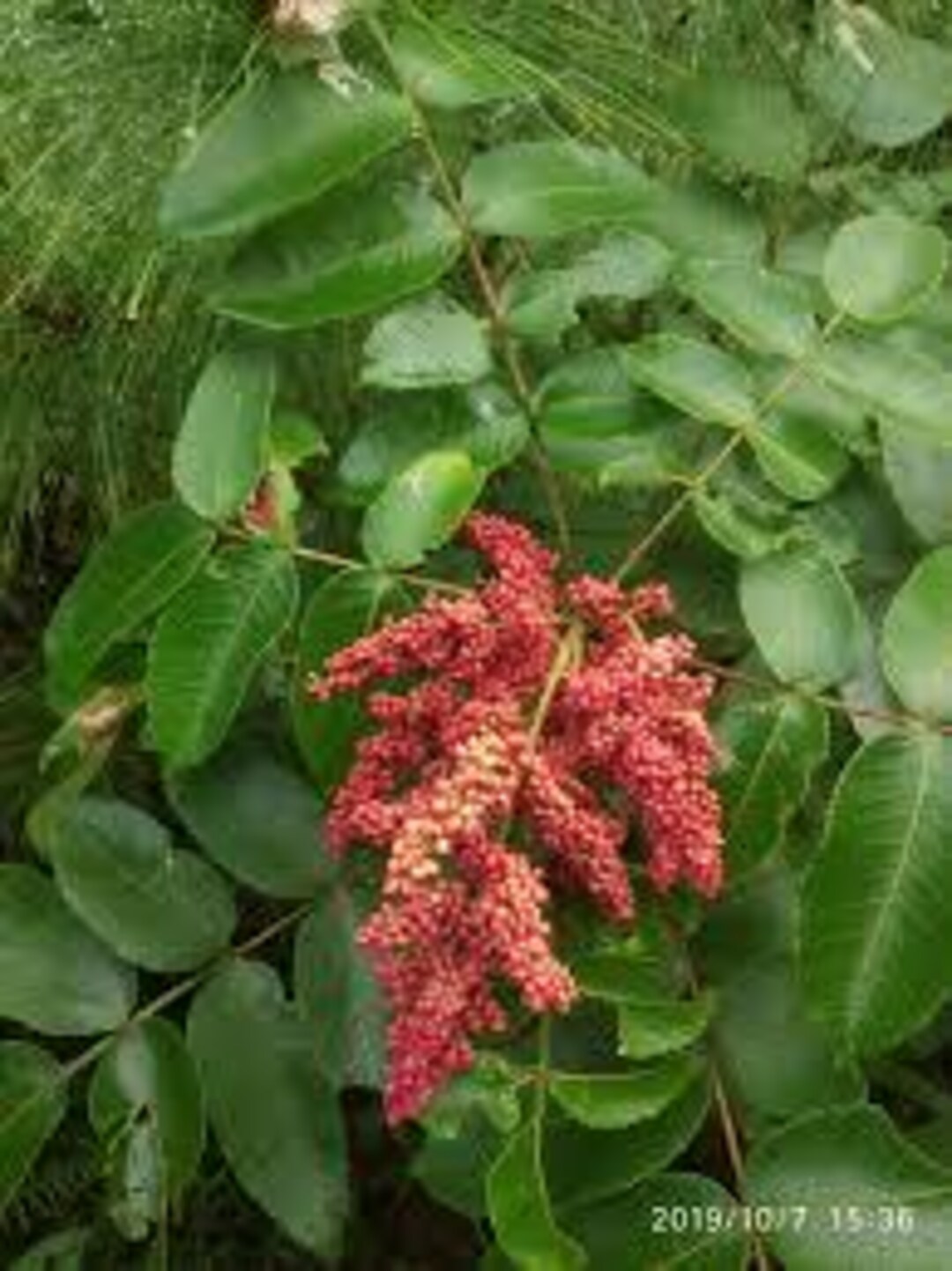 50 Chinese Sumac Seeds , Nutgall Tree Seeds, Rhus Chinensis Seeds , - Etsy