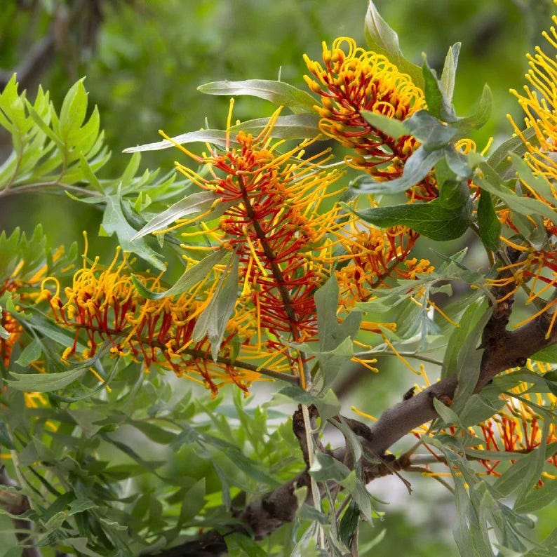 50 Silky Oak Tree Seeds, Silver Oak Seeds, Grevillea Robusta Seeds - Etsy