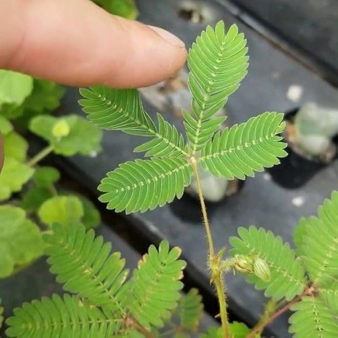 100 Touch Me Not Seeds, Sensitive Plant Seeds, Touch Responding Plant ...