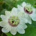 10 Stinking Passion Flower Seeds, Passiflora Ciliata Seeds - Etsy