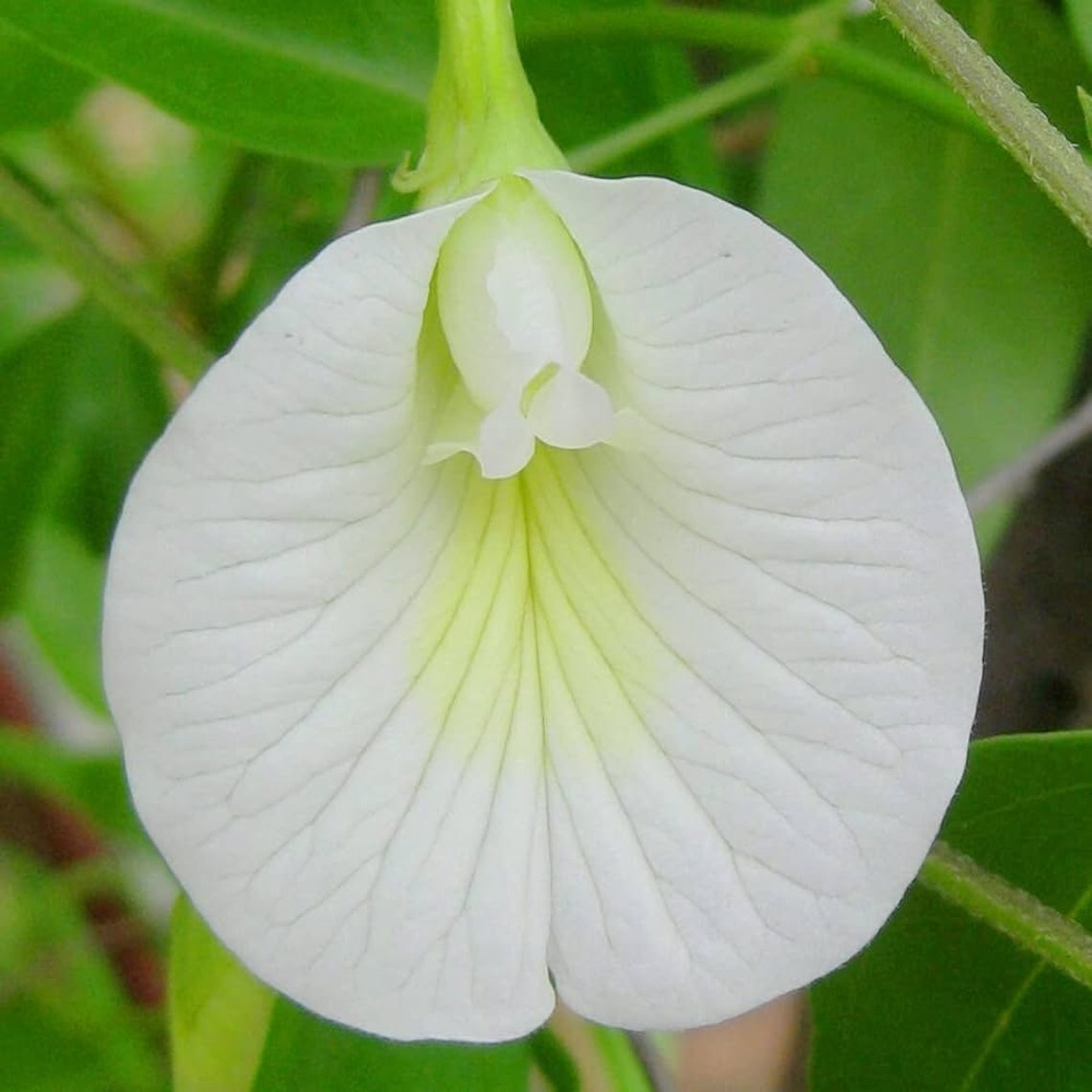 50 Clitoria Ternatea Alba , Clitoria Alba Seeds, White Pea, White ...