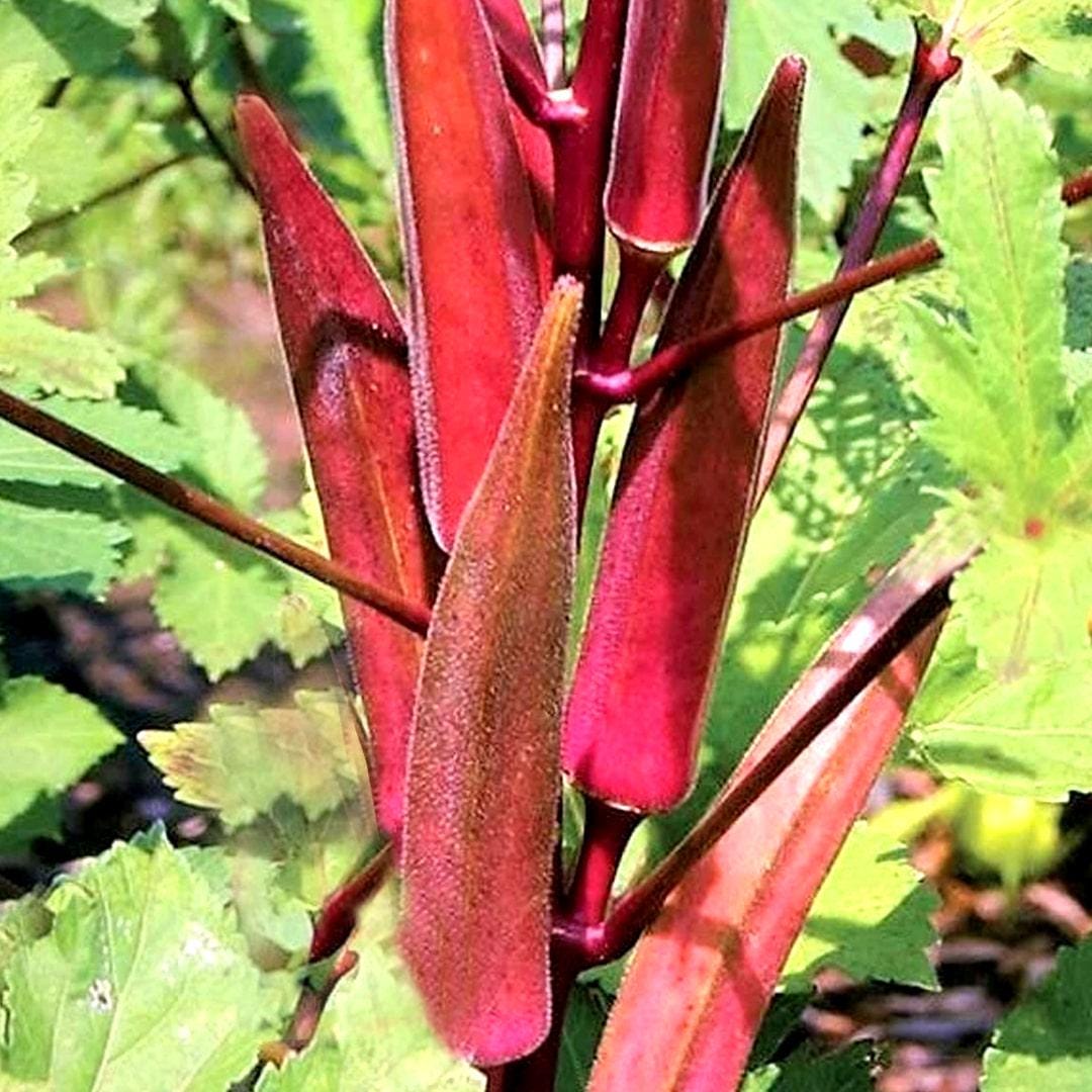 50 Red Okra Seeds, Red Molondron Seeds, Red Lady Finger Seeds, - Etsy