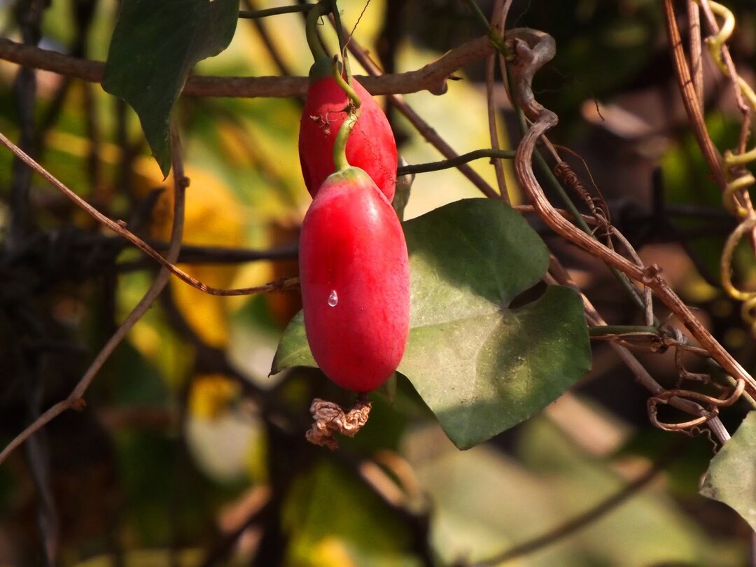 50 Thai Ivy Gourd Seeds, Coccinia Grandis Seeds, Tindora Seeds - Etsy
