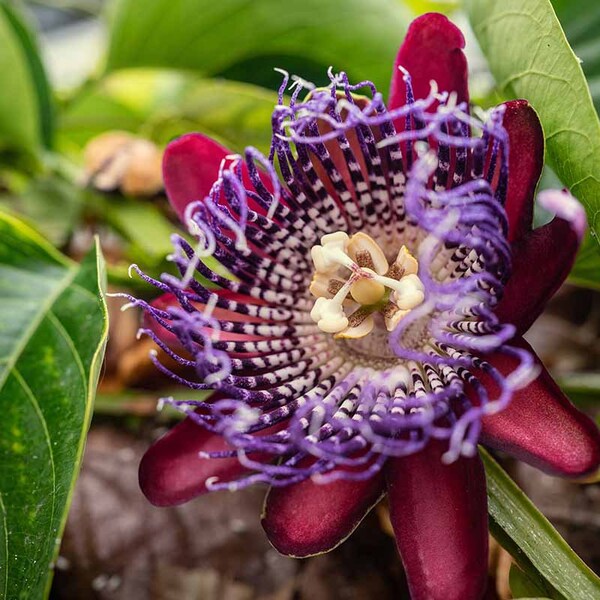 Passiflora Seeds - Etsy