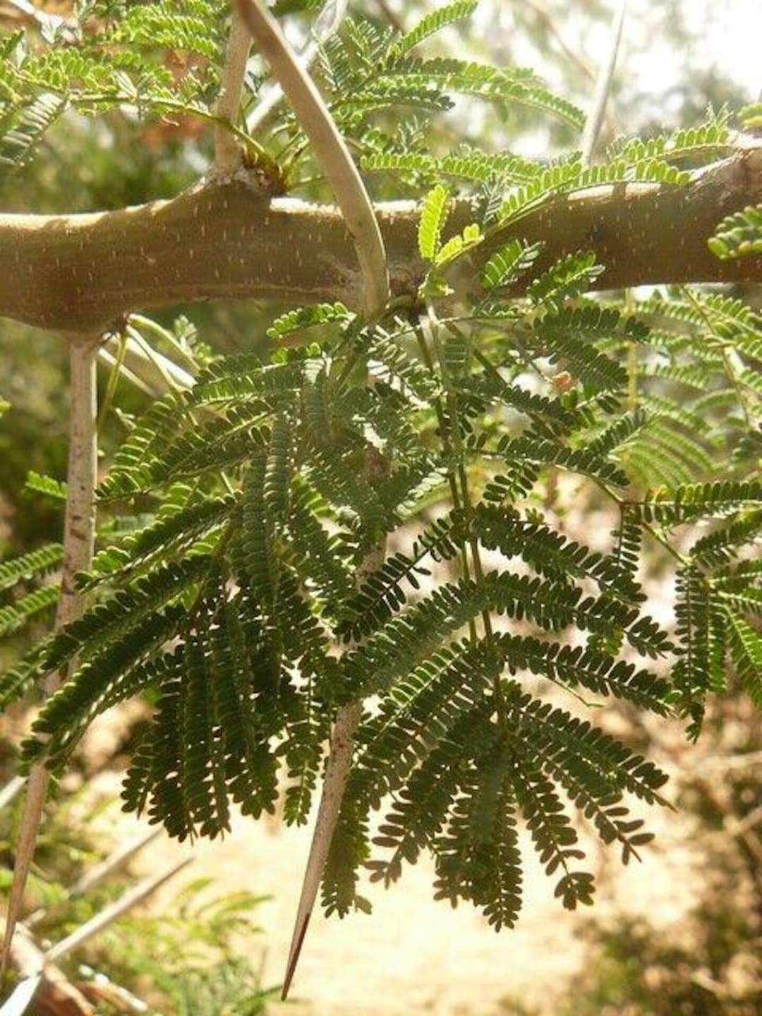 20 Acacia Elatior Seeds, River Acacia Seeds, Exotic Acacia Tree Seeds ...