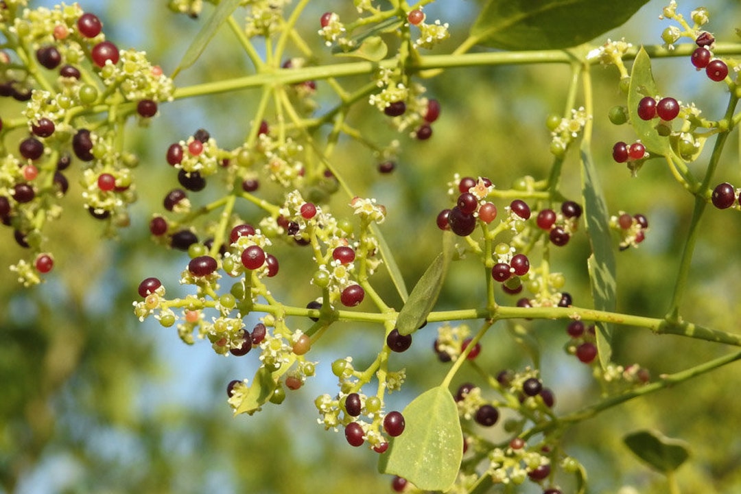 25 Toothbrush Tree Seeds , Mustard Tree, Salt Brush, Salvadora Persica ...