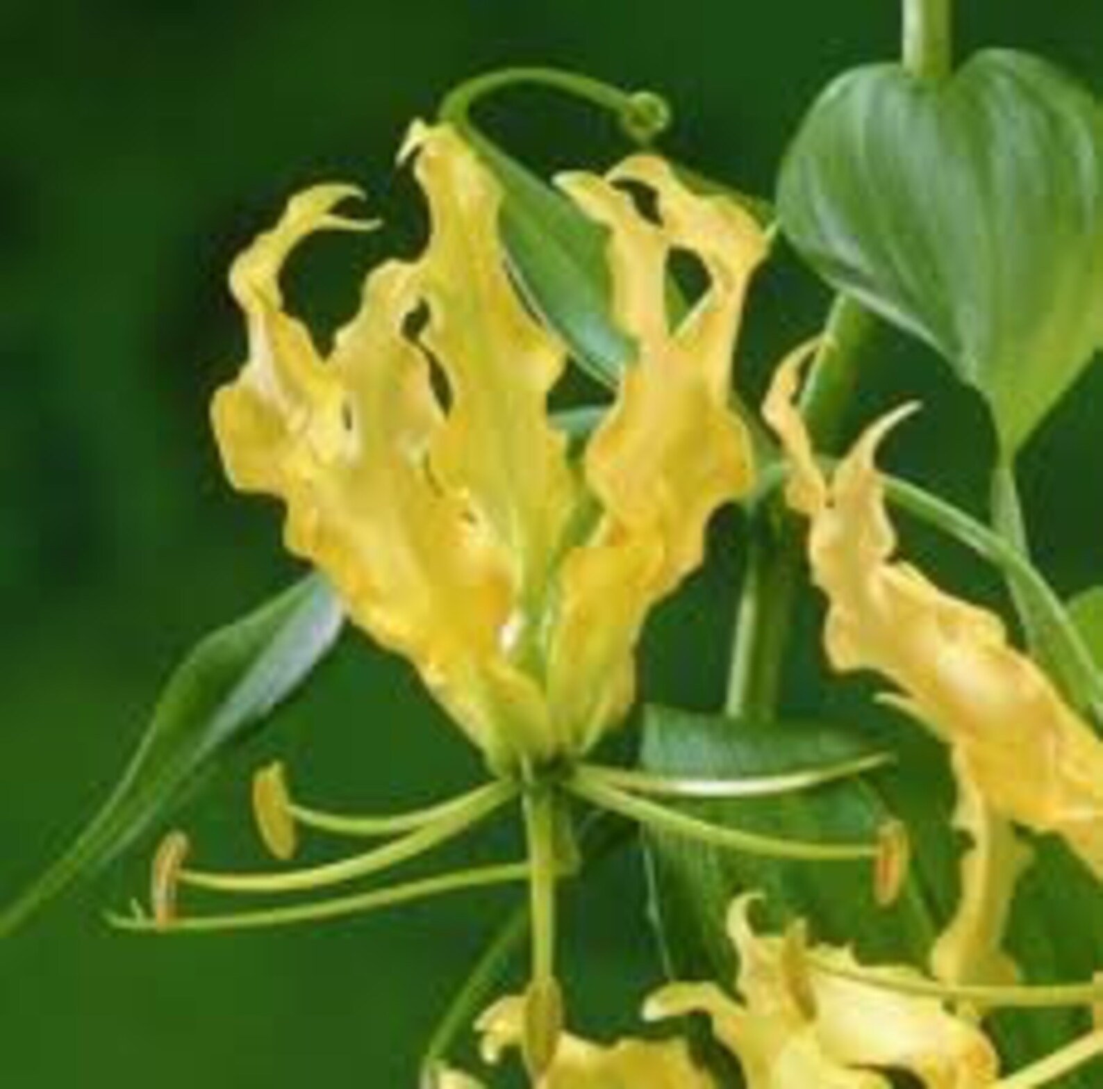 50 Yellow Gloriosa Lily, Yellow Lily Seeds, Gloriosa Lutea Seeds, - Etsy