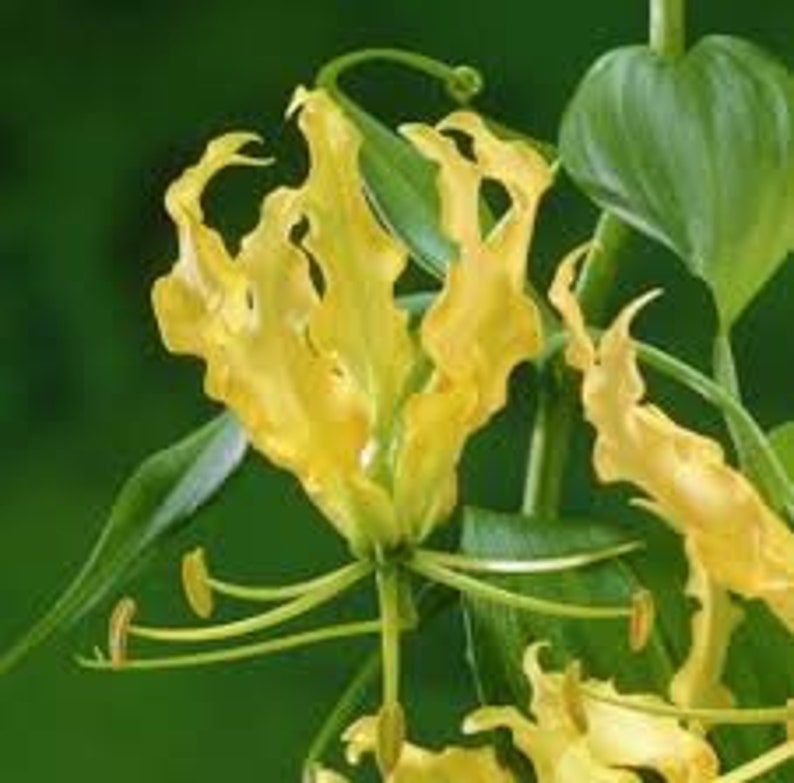 50 Yellow Gloriosa Lily, Yellow Lily Seeds, Gloriosa Lutea Seeds, - Etsy