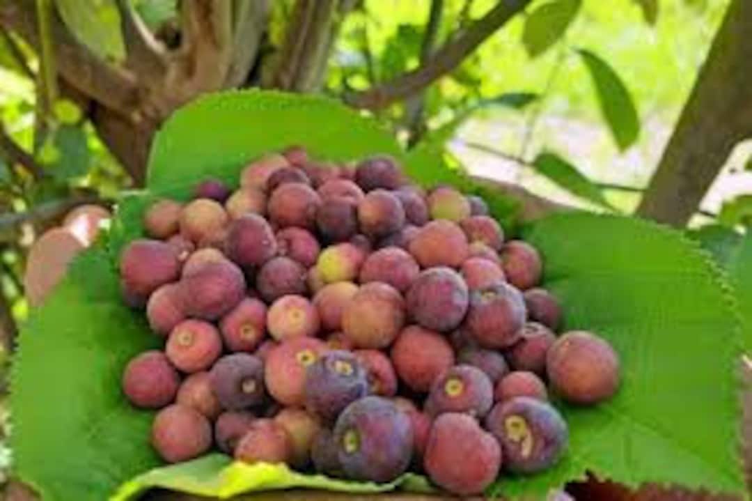 20 Grewia Asiatica Seeds, Dessert Berry/sherbet Berry ,phalsa Seeds ...