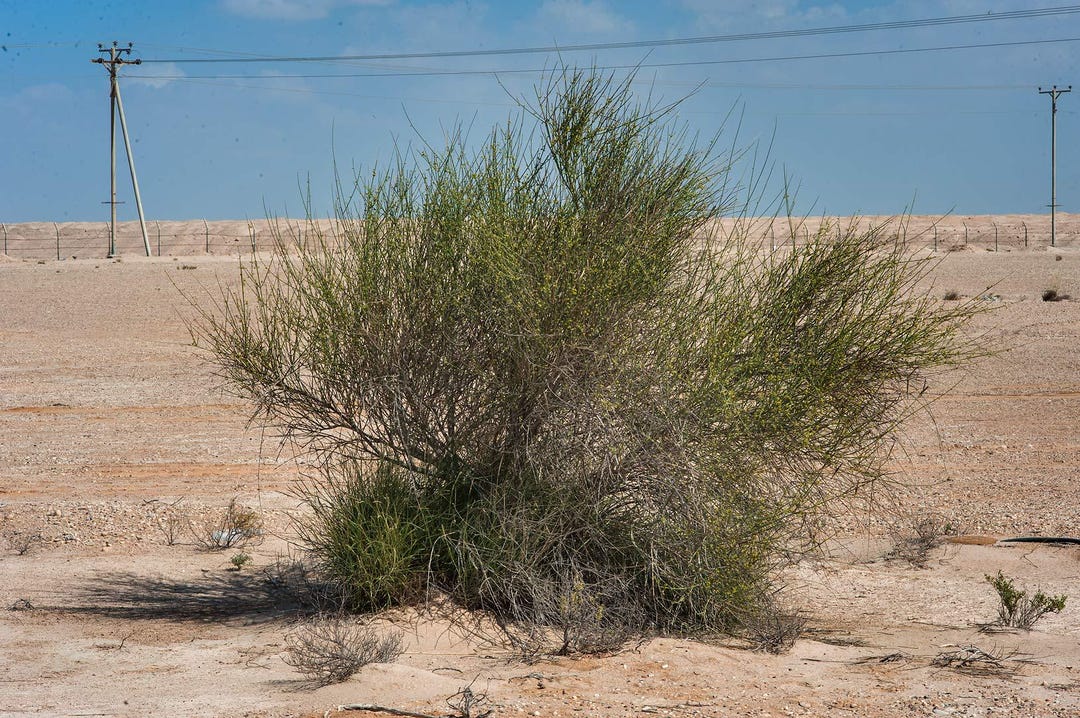 50 Leptadenia Pyrotechnica Seeds, Markh Seeds - Etsy