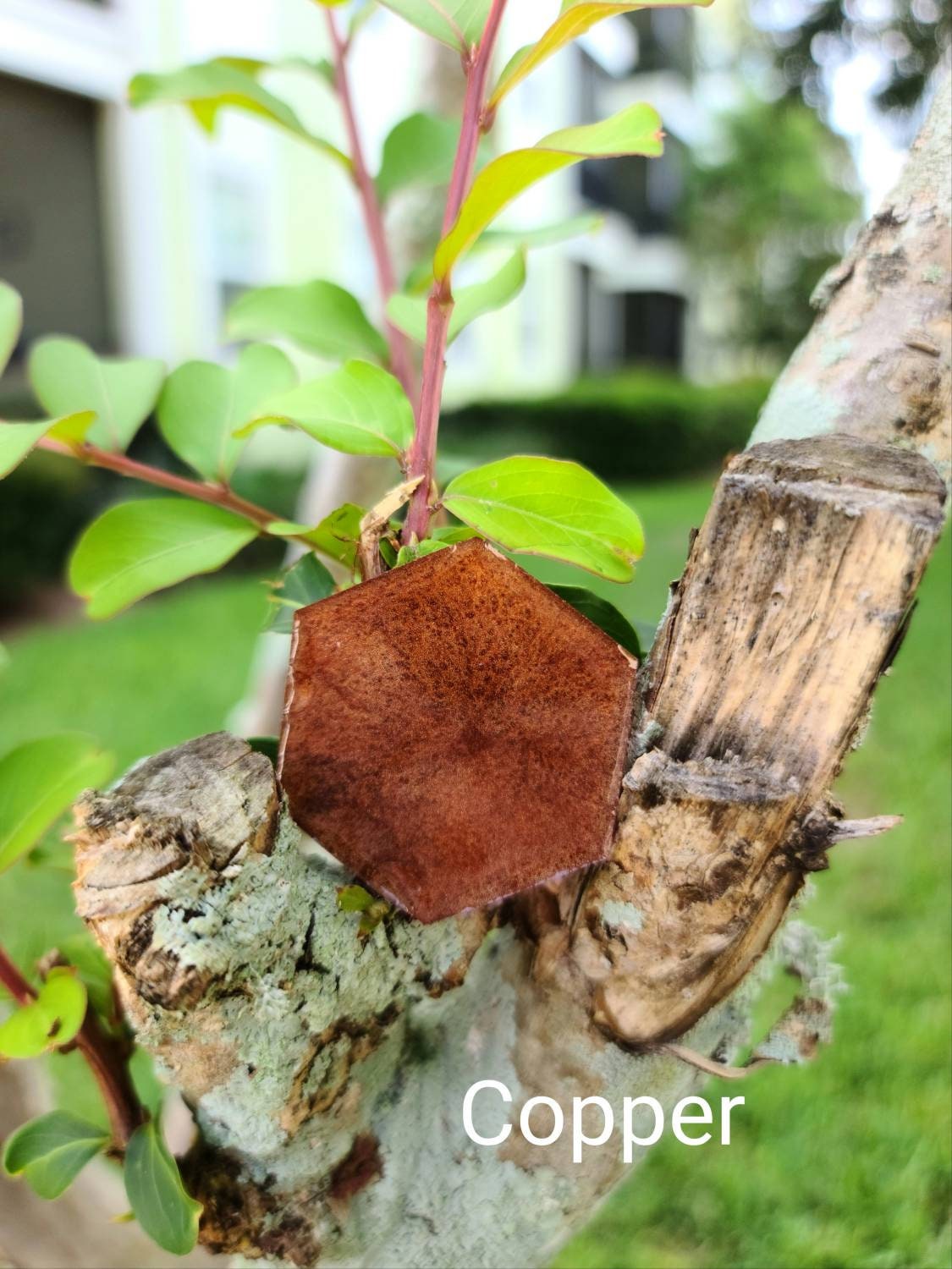 Pearlized Tag Collection - Etsy