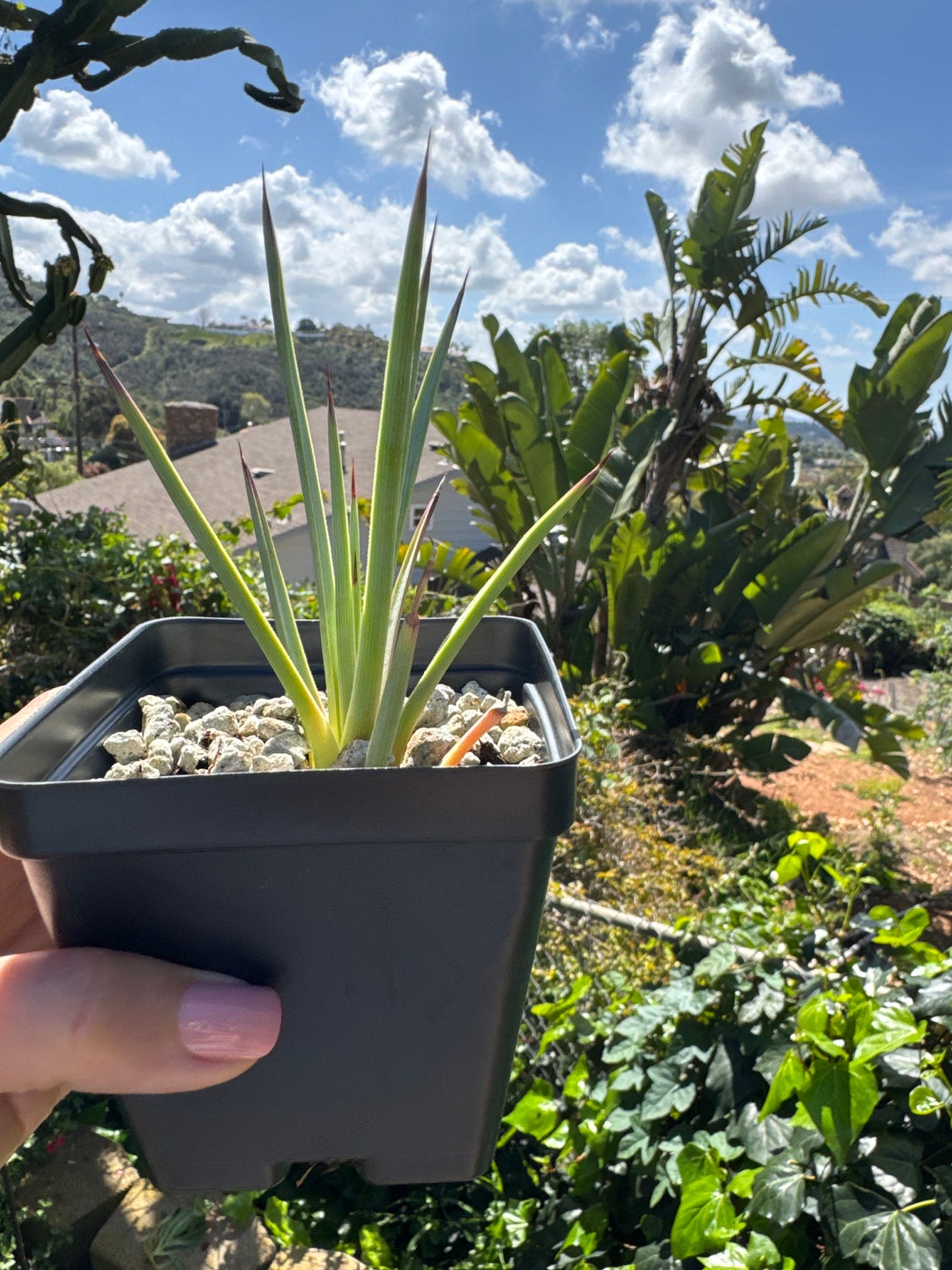 Agave Rzedowskiana - Etsy