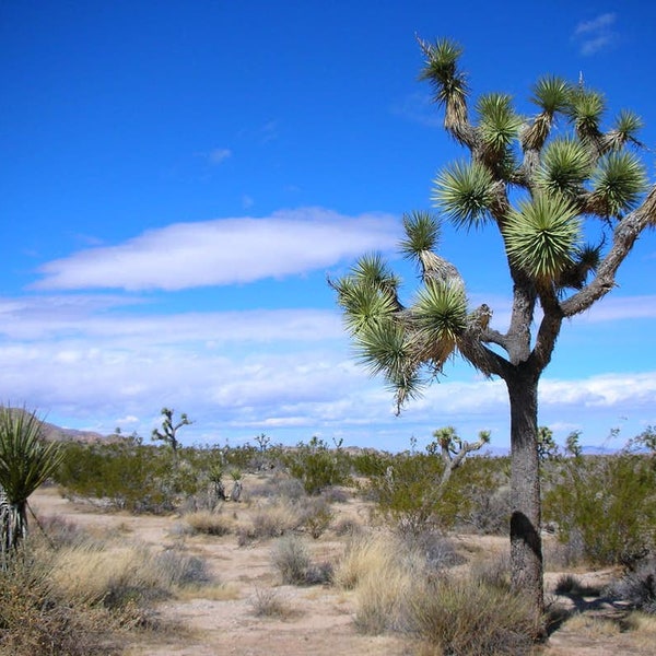 Joshua Tree - Etsy