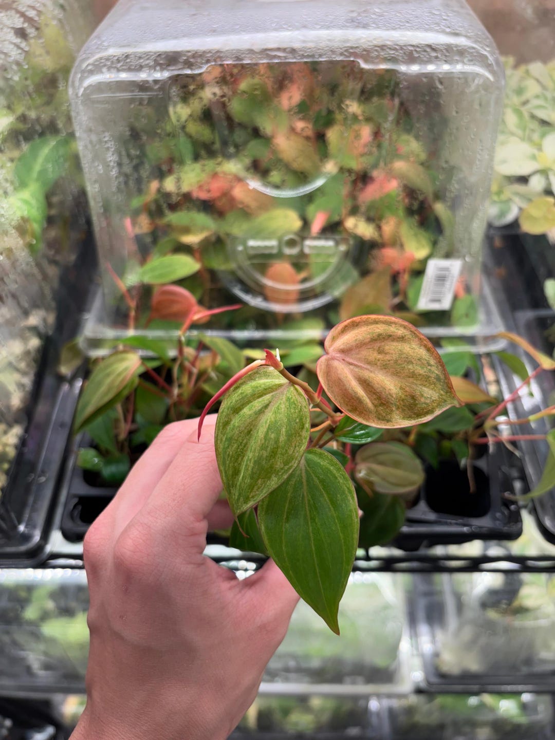 Philodendron Micans Mint Variegated Growers Choice - Etsy